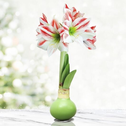 Michigan Bulb Company Official Website – Premium Flowers for Every ...