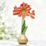 Michigan Bulb Company – Bulb Flowers Catalog